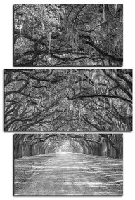 Obraz na plátně - Historické dubové stromy lemované polní cestou - obdélník 7239QC (105x70 cm)