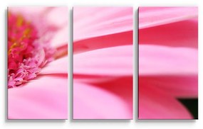 Sablio Obraz - 3-dílný Růžová gerbera - 120x80 cm