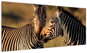Obraz - zebry (100x40cm)
