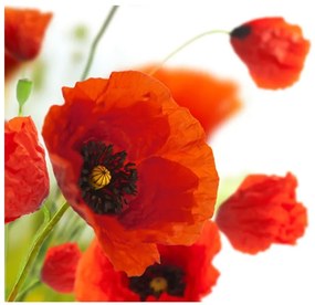 Fototapeta - Poppies on the wihite background