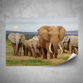 Plakát - Stádo slonů (60x40 cm) - PopyDesign