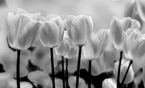 Postershop Fototapeta vliesová: Bílé a Černé Tulipány - 184x254 cm