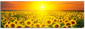 Obraz na plátně - Polje suncokreta u zalasku sunca - panorama 5199A (105x35 cm)