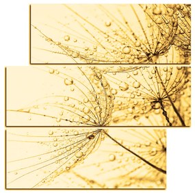 Obraz na plátně - Pampeliška s kapkami vody - čtverec 3203FD (105x105 cm)