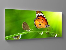 Liox XXL Obraz motýl a kapky vody Rozměr: 250 x 125 cm