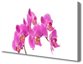 Obraz na plátně Orchidej Květiny Příroda 140x70 cm