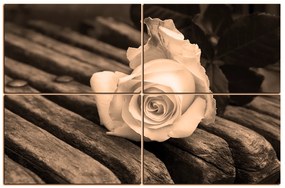 Obraz na plátně - Bílá růže na lavici  1224FE (150x100 cm)