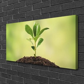 Obraz na plátně Půda Rostlina Růst 120x60 cm