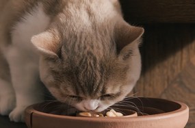 PINO PETS Miska pro kočky PINO | mramorované provedení Marble | Whisker Friendly | různé barvy Barva: Salmon Terra (mramorovaný vzor)