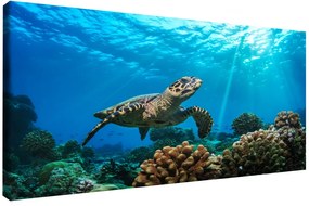 Malvis ® Obraz na stěnu Mořská želva Velikost: 150x100 cm