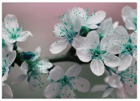 Obraz květu - tyrkysové (70x50 cm)
