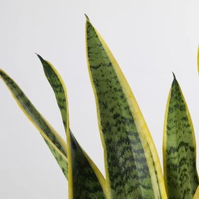 SANSEVIERIA TRIFASCIATA Rostlina, Tchýnin jazyk, 14 cm