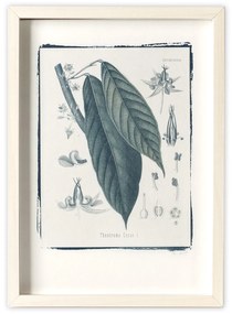 Botanická fotografie na zeď - Kakao - 21 x 30 cm (A4) / s rámem