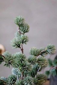 Zelený ojíněný vánoční cedrový stromek v jutě Fleur Cedar Tree - 30 cm