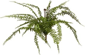 Dryopteris filix-mas- umělá kapradina