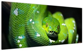 Obraz zvířat - had (100x40cm)