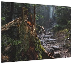Skleněný obraz - V lese (70x50 cm)