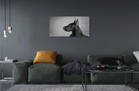 Obraz na skle Černý pes 100x50 cm