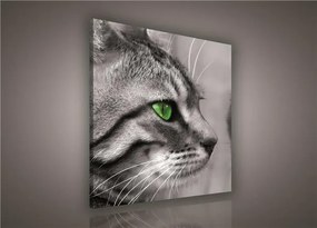 Obraz na plátně kočka 80 x 80 cm