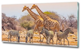 Wallmuralia Foto-obraz na skle Žirava a zebry 100x50
