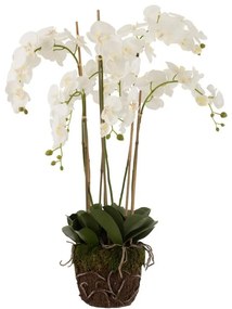 OnaDnes -20% Umělá květina J-Line Maryath Orchid 104 cm