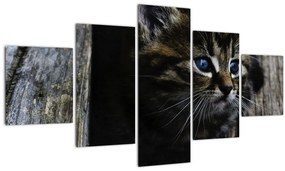 Obraz koťátka (125x70 cm)