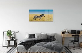 akrylový obraz Zebra box 100x50 cm