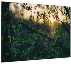 Skleněný obraz prosvítajícího slunce skrz větvičky stromů (70x50 cm)