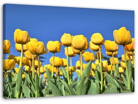Gario Obraz na plátně Žluté tulipány na louce Rozměry: 60 x 40 cm