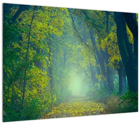 Obraz cesty lemované stromy (70x50 cm)