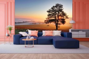 Malvis Tapeta Západ slunce podzim Vel. (šířka x výška): 432 x 290 cm