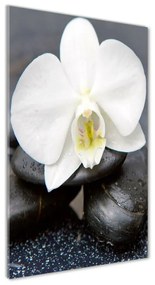 Wallmuralia Vertikální Fotoobraz na skle Orchidej a kameny 50x100