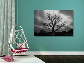 Obraz černobílý strom na louce