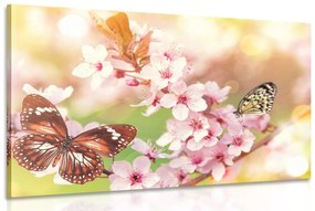 Obraz jarní květiny s exotickými motýly Varianta: 120x80