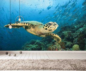 Malvis ® Tapeta mořská želva Vel. (šířka x výška): 216 x 140 cm