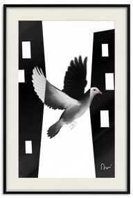 Plakát Bílá holubice