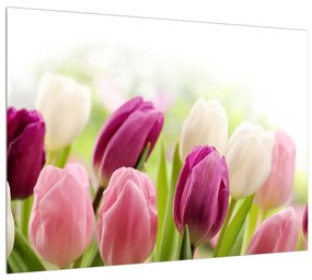 Obraz pučících tulipánů (70x50 cm)