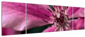 Obraz růžového květu Plaménku (170x50 cm)
