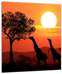 Obraz žiraf při západu slunce (30x30 cm)