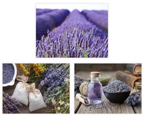 Obrazy v sadě 3 ks 30x40 cm Lavender – Casa Selección