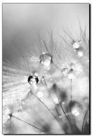 Obraz na plátně - Dandelion z kapkami rosy- obdélník 7262QA (75x50 cm)