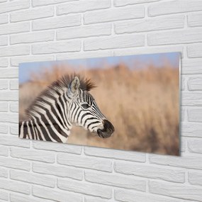 akrylový obraz zebra 125x50 cm