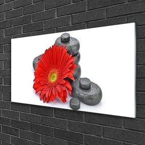 Obraz na skle Květiny Gerbery Kameny Zen 120x60 cm