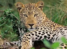 Ravensburger Leopard / 100 dílků / od: 6 let