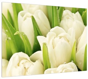 Obraz květů tulipánů (70x50 cm)
