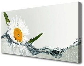 Obraz na plátně Sedmikráska ve Vodě 140x70 cm