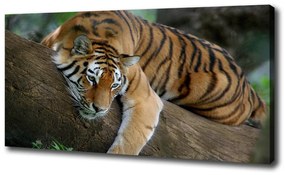 Wallmuralia Foto obraz na plátně Tygr na stromě 100x50