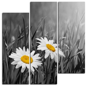 Obraz na plátně - Heřmánek v  trávě - čtverec 385FD (105x105 cm)