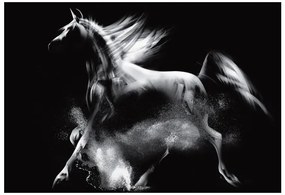 Obraz na plátně Lipicánský Kůň, Série Vídeň