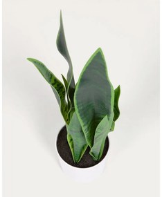 Umělá rostlina (výška 55 cm) Sansevieria – Kave Home
